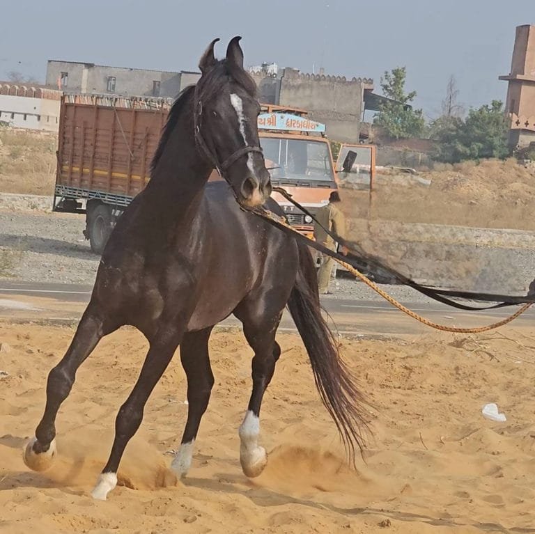 Marwari breed can rotate its ears up to 180 degrees and form a heart ...