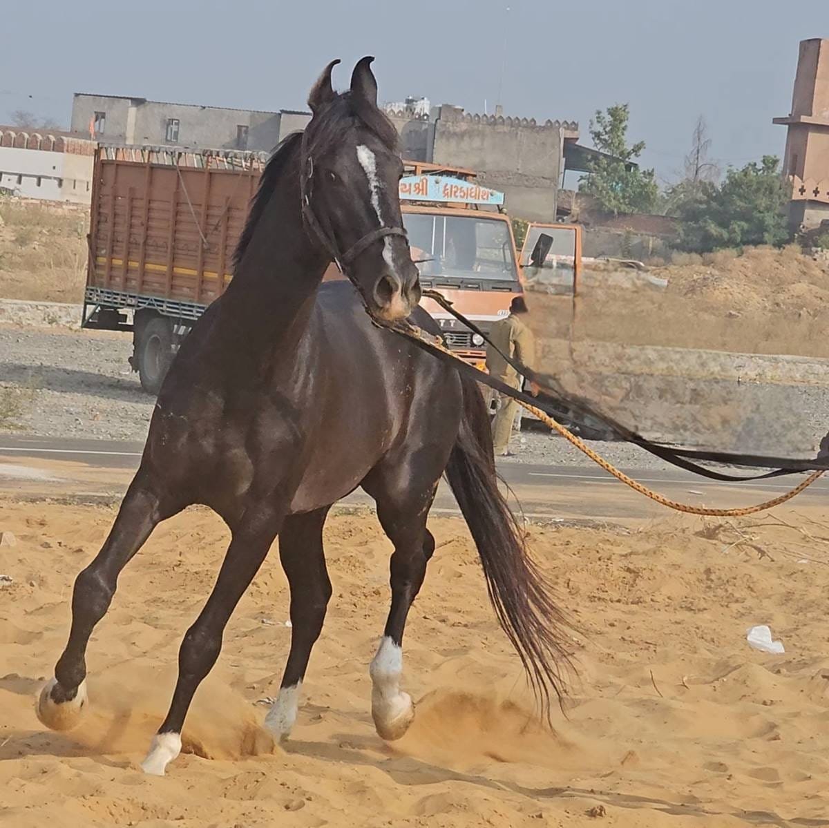 Marwari breed can rotate its ears up to 180 degrees and form a heart ...