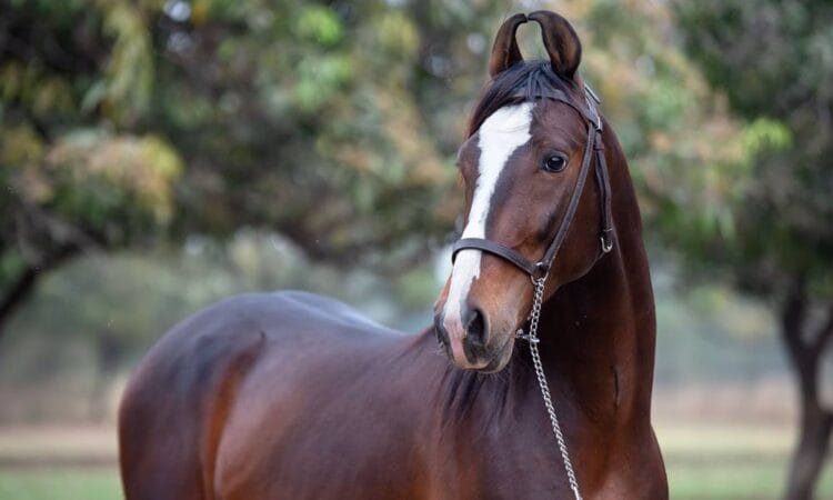 Marwari Horses: Marwari Horse Was The Pride of The Rajput Warriors