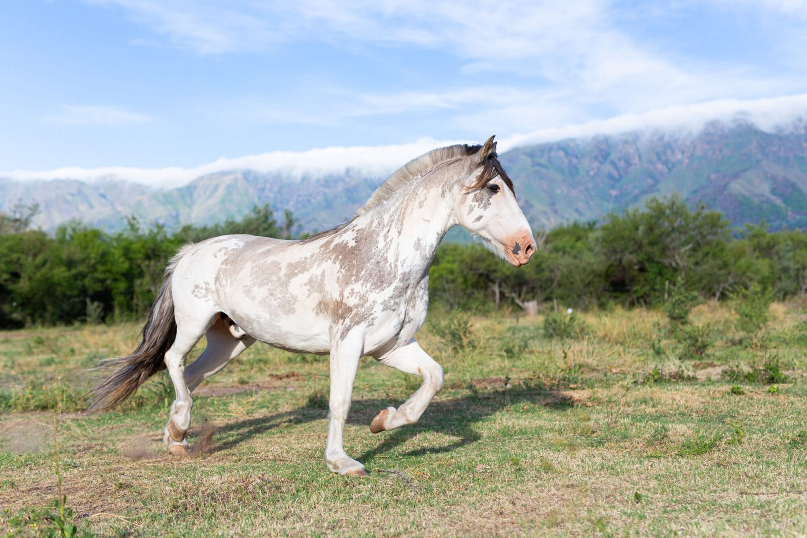 Criollo Horse: A True Icon of South America