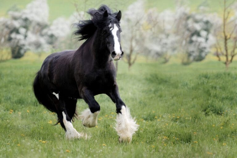The Shire Horse: A Gentle Giant of History and Heritage