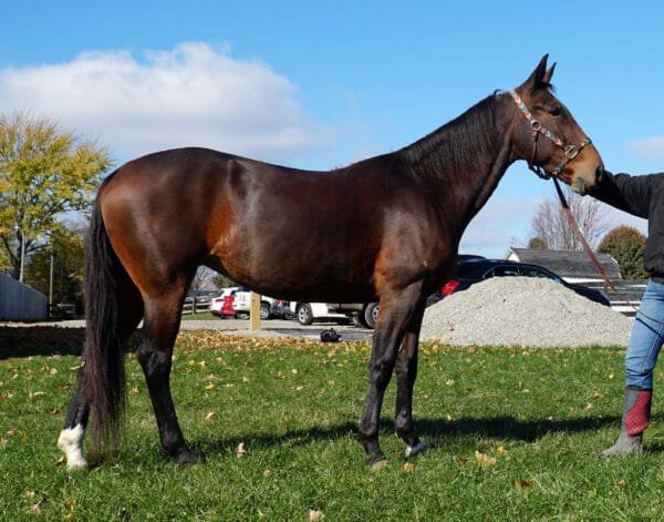 Standardbred Horses:strength, speed, and gentle nature