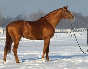 Don Horse: A Noble Breed with a Rich History