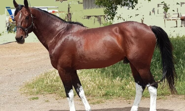 Italian Trotter Horse: A Legacy of Speed and Versatility