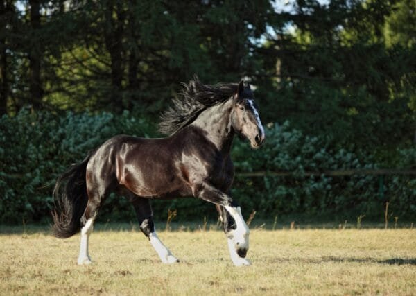 The Shire Horse: A Gentle Giant of History and Heritage