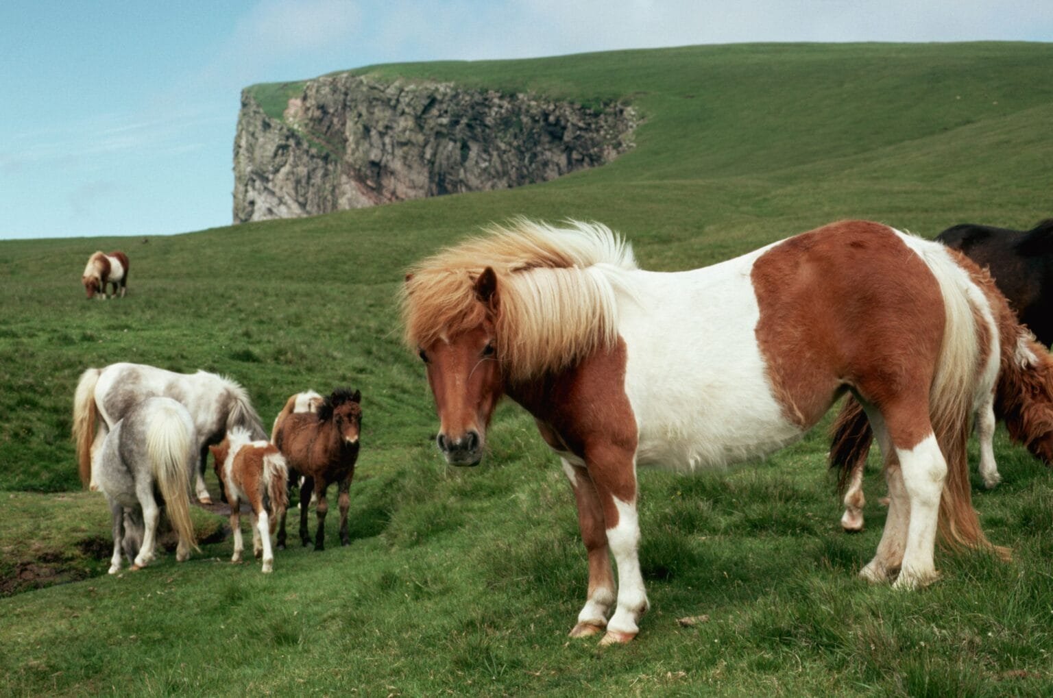 Shetland Pony: A Tiny Treasure of the Northern Isles