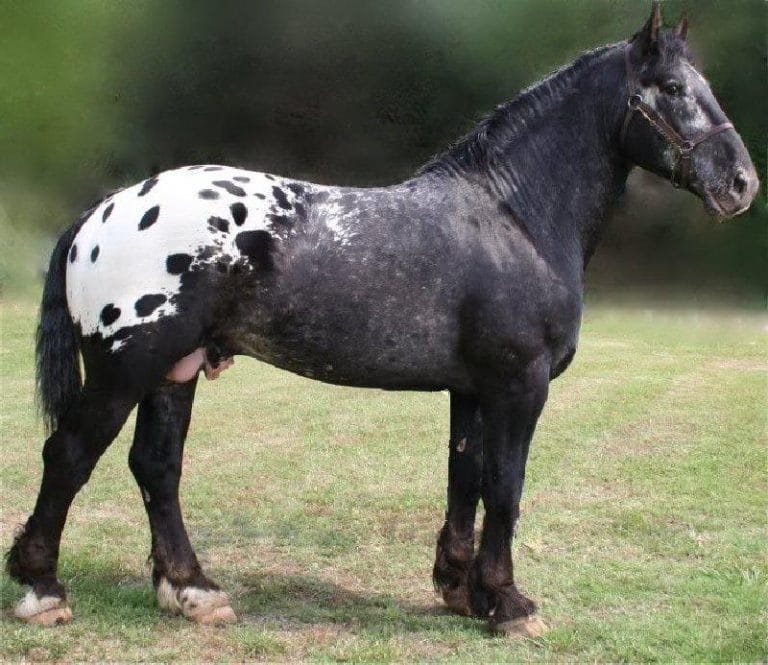 The American Sugarbush Harlequin Draft: A Unique and Charming Horse Breed