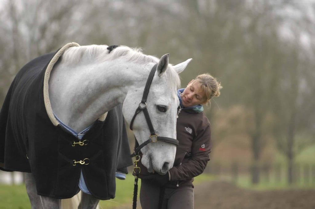 5 Key Signs of a Healthy Horse: What to Look For and How to Ensure Well ...