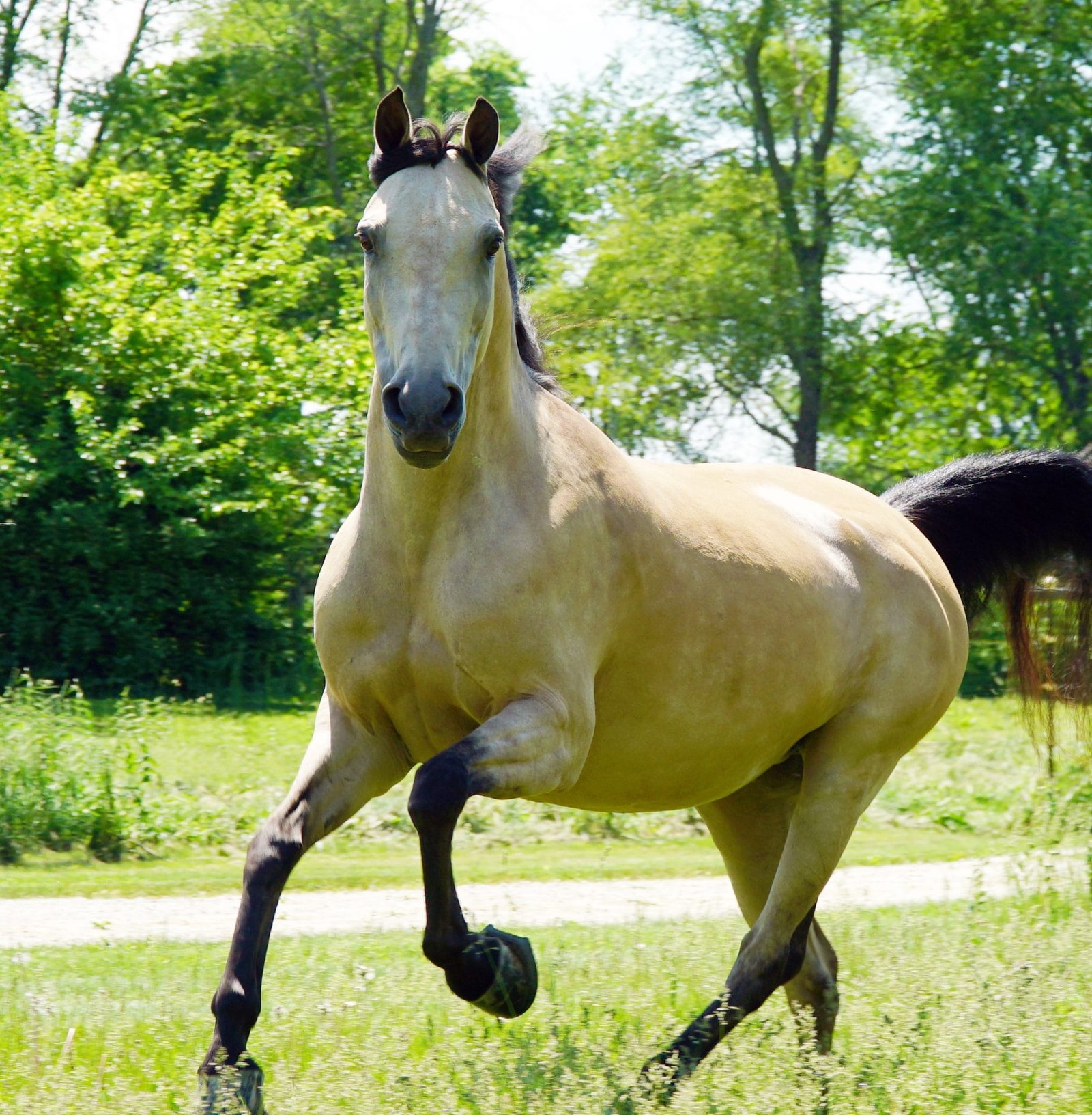 Morab Horse: An Overview of Its Traits and Qualities"
