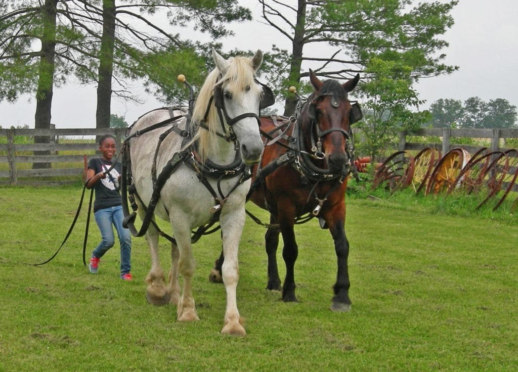 Workhorse Legends: Top Horse Breeds for Heavy-Duty Tasks