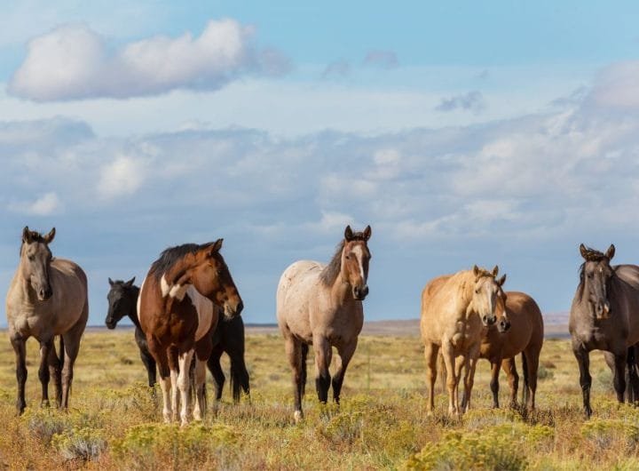 Gaited Horses - Horse Facts