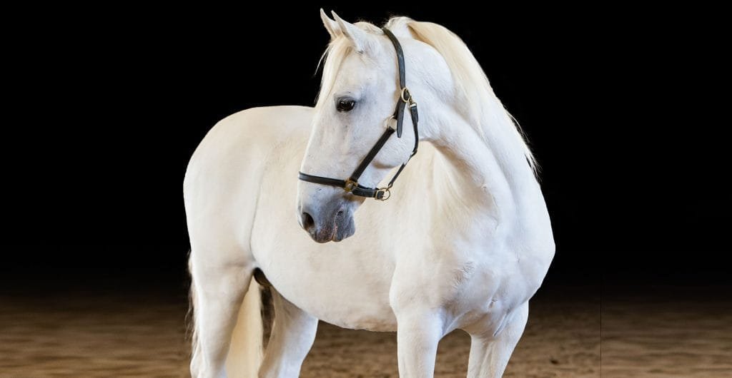 25 Most Beautiful Horses on Planet Earth