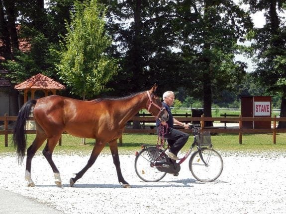 Ljutomer Trotter Horse ; remarkable breed known for its unique ...