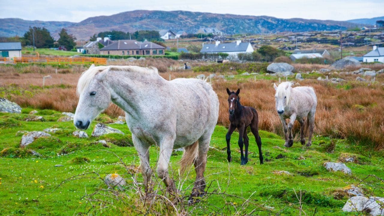 The Rich Equestrian Heritage of Ireland;Ireland is famous for its ...