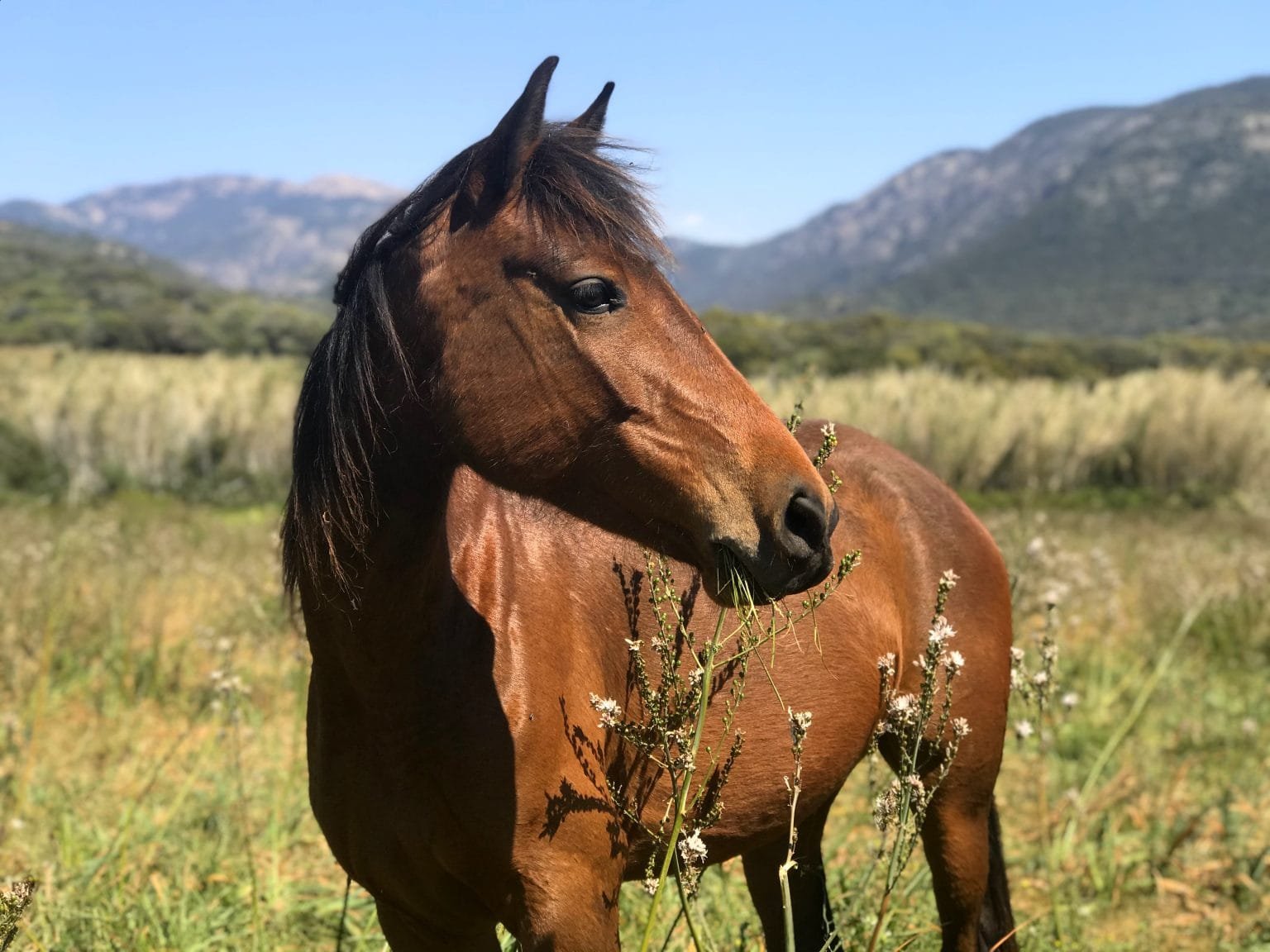 5 Rarest Horse Breeds from France:France is known for its rich ...