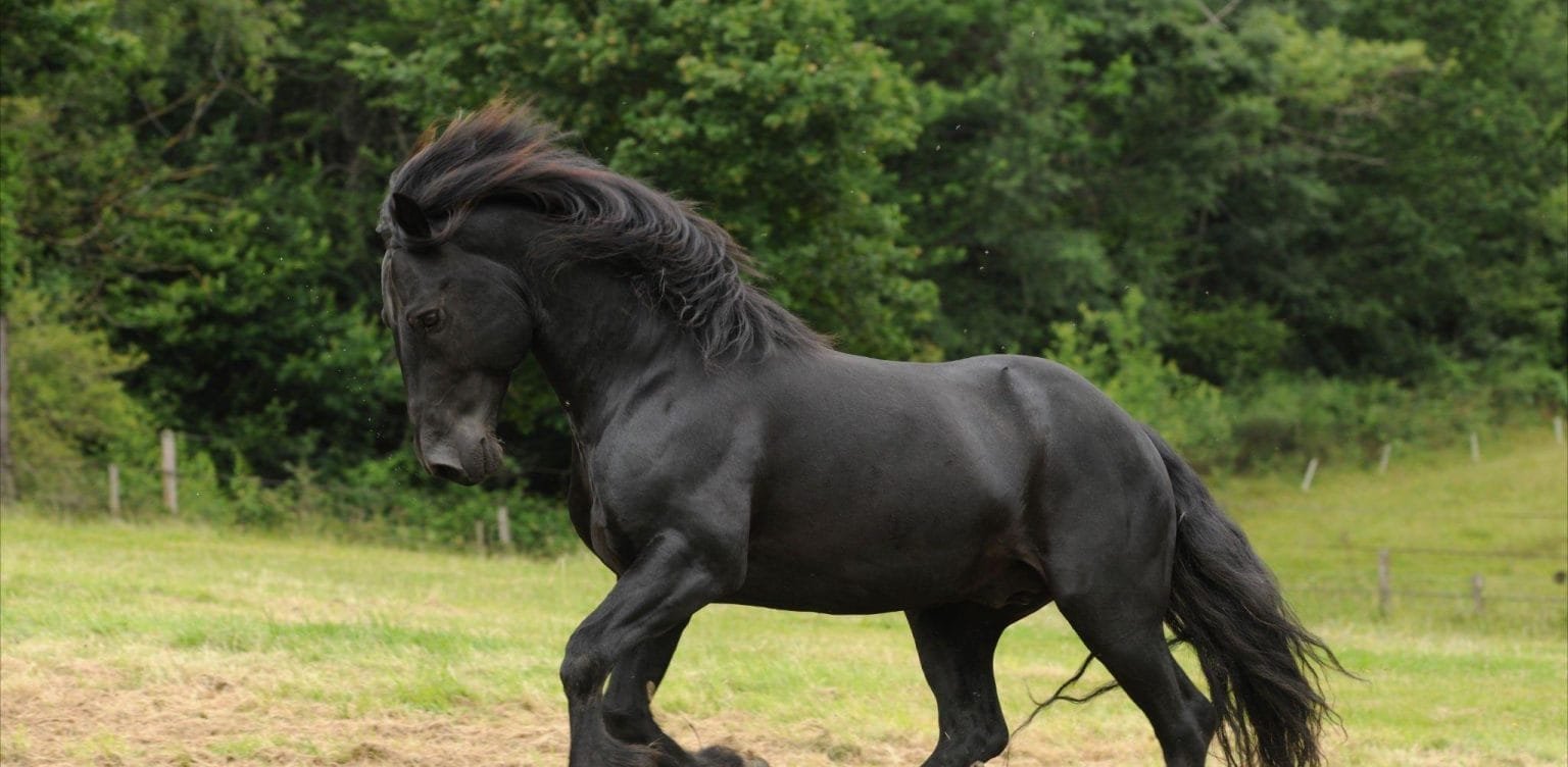 Merens horse:striking breed native to the Pyrenees mountains in France ...