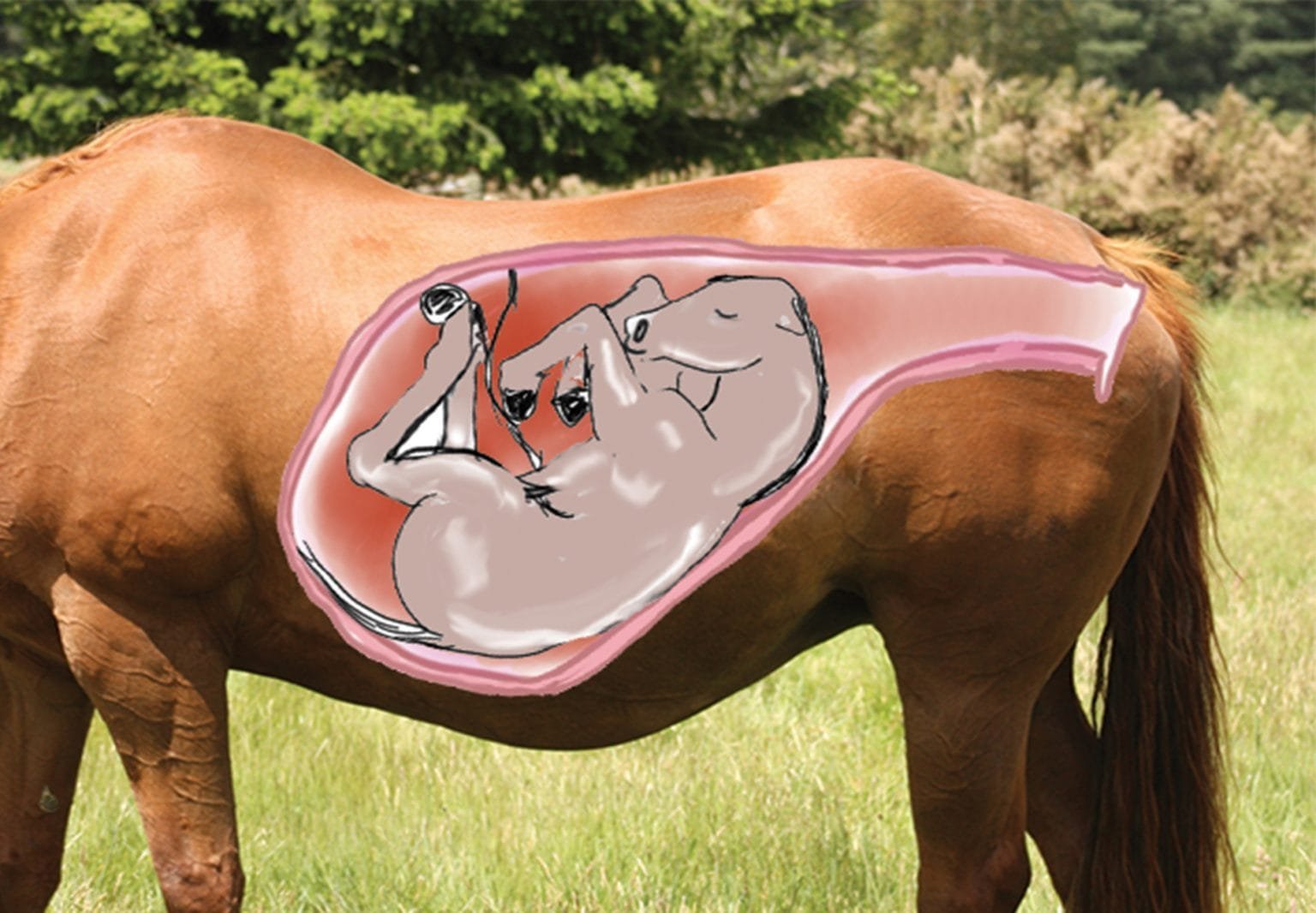 Caring For A Pregnant Mare Essential Tips For A Healthy Pregnancy