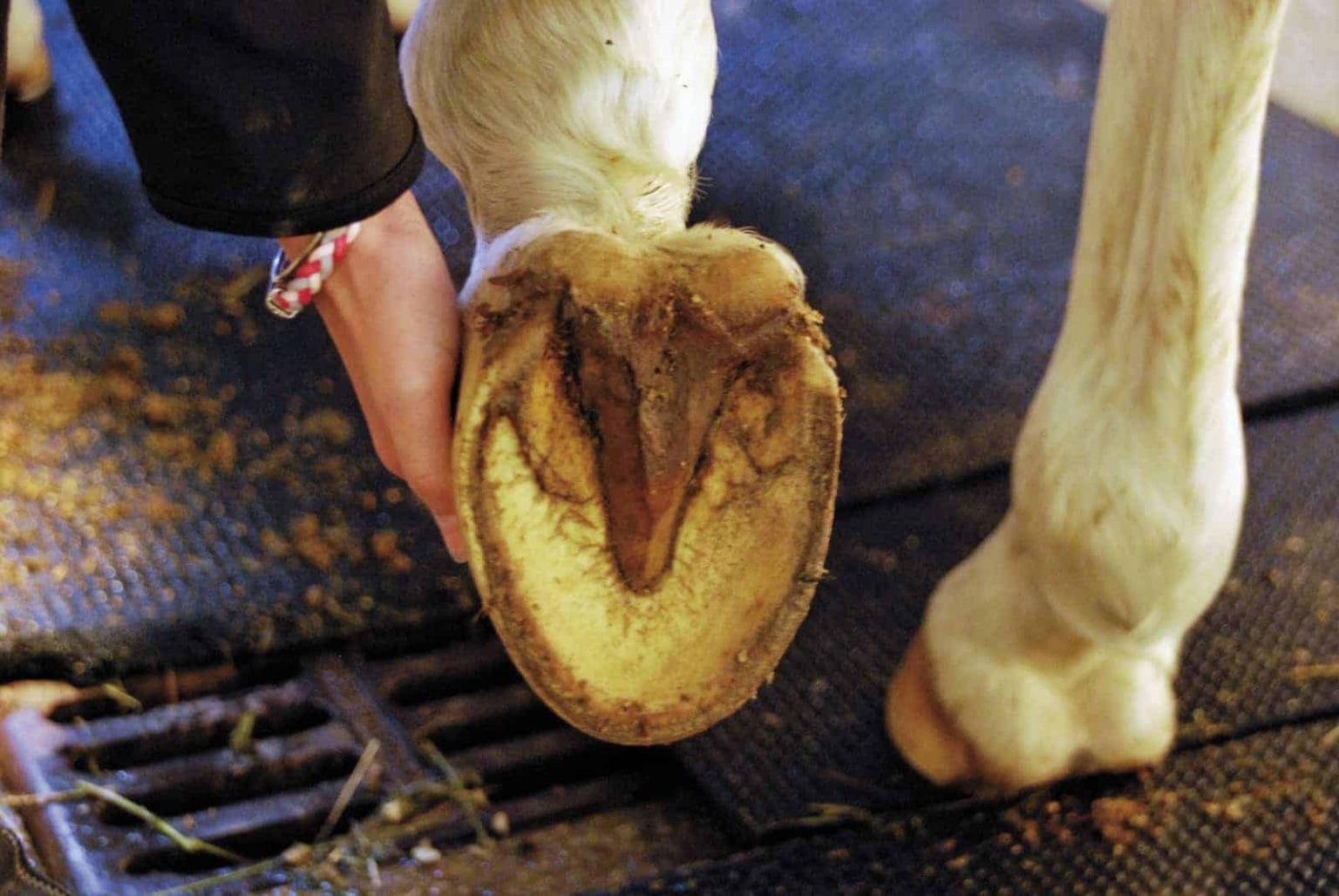 6 Key Nutrients for Healthy Hooves;horse’s well-being, as strong and ...