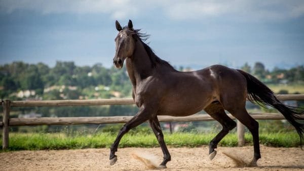 The Differences Between Warmbloods, Thoroughbreds, and Draft Horses