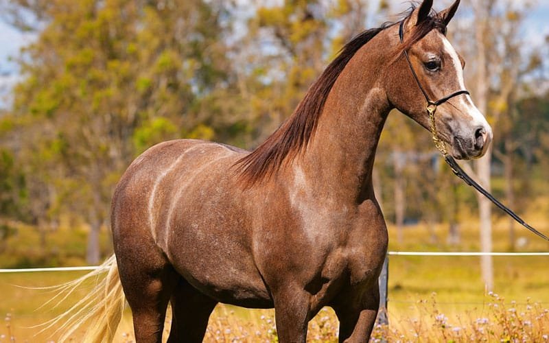 The Best Horse Breeds for Beginners;Choosing the right horse any beginner