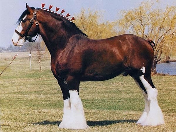 Comparing Draft Horses: Percheron vs. Clydesdale