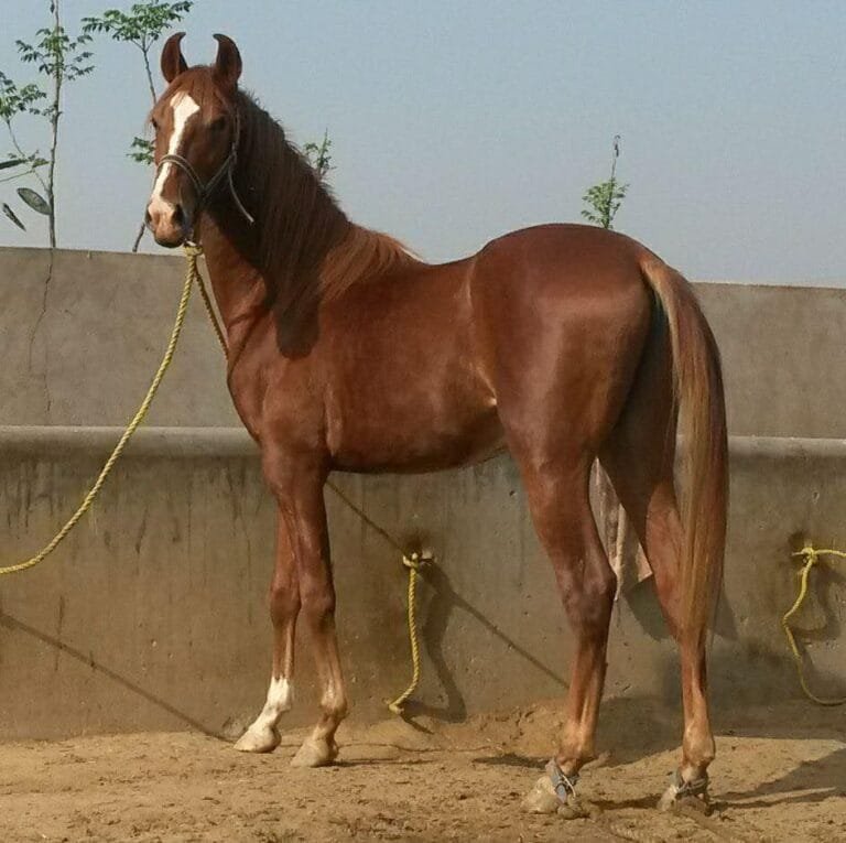 Top 10 Best Selling Indian Horse Breeds and Their Prices (2024)Part 2