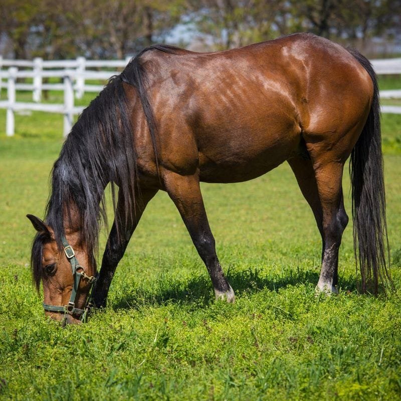 Best Diet for Horses: What to Feed and Why It Matters