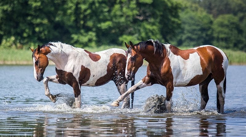 Discover the 5 Most Beautiful Horse Coat Colors Around the World