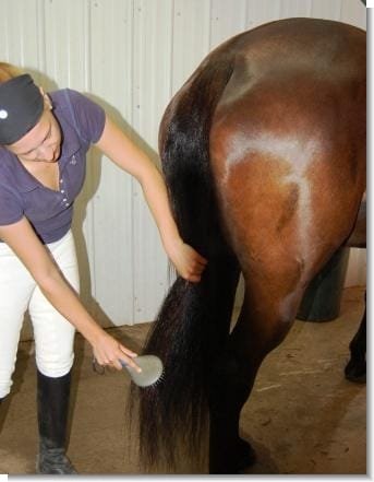 How to Keep Your Horse’s Tail Clean and Beautiful
