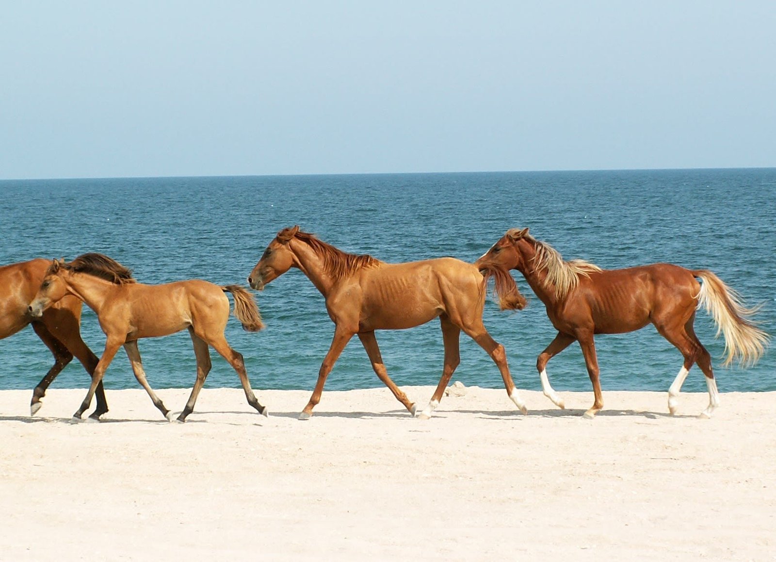 Azerbaijan Horse: A Noble Breed of Strength and Endurance
