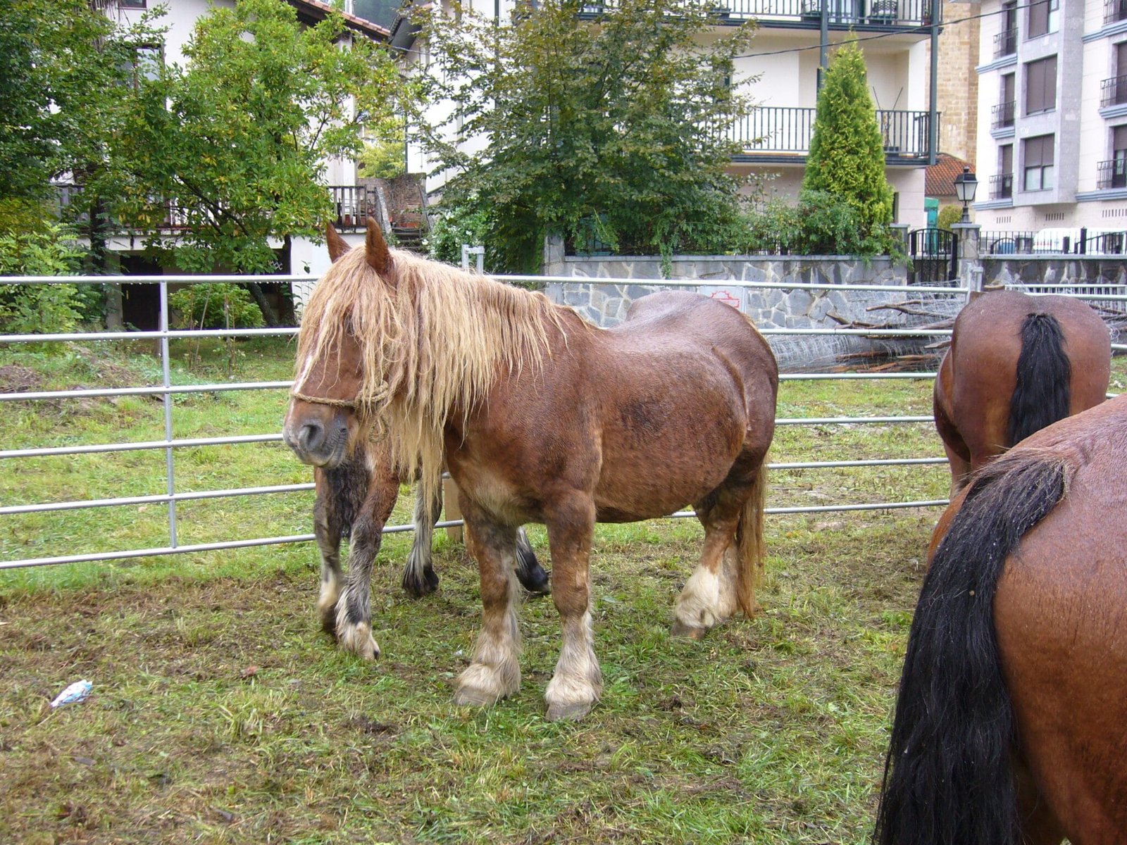 Burguete Horse: Strong, Resilient, and Majestic Spanish Breed