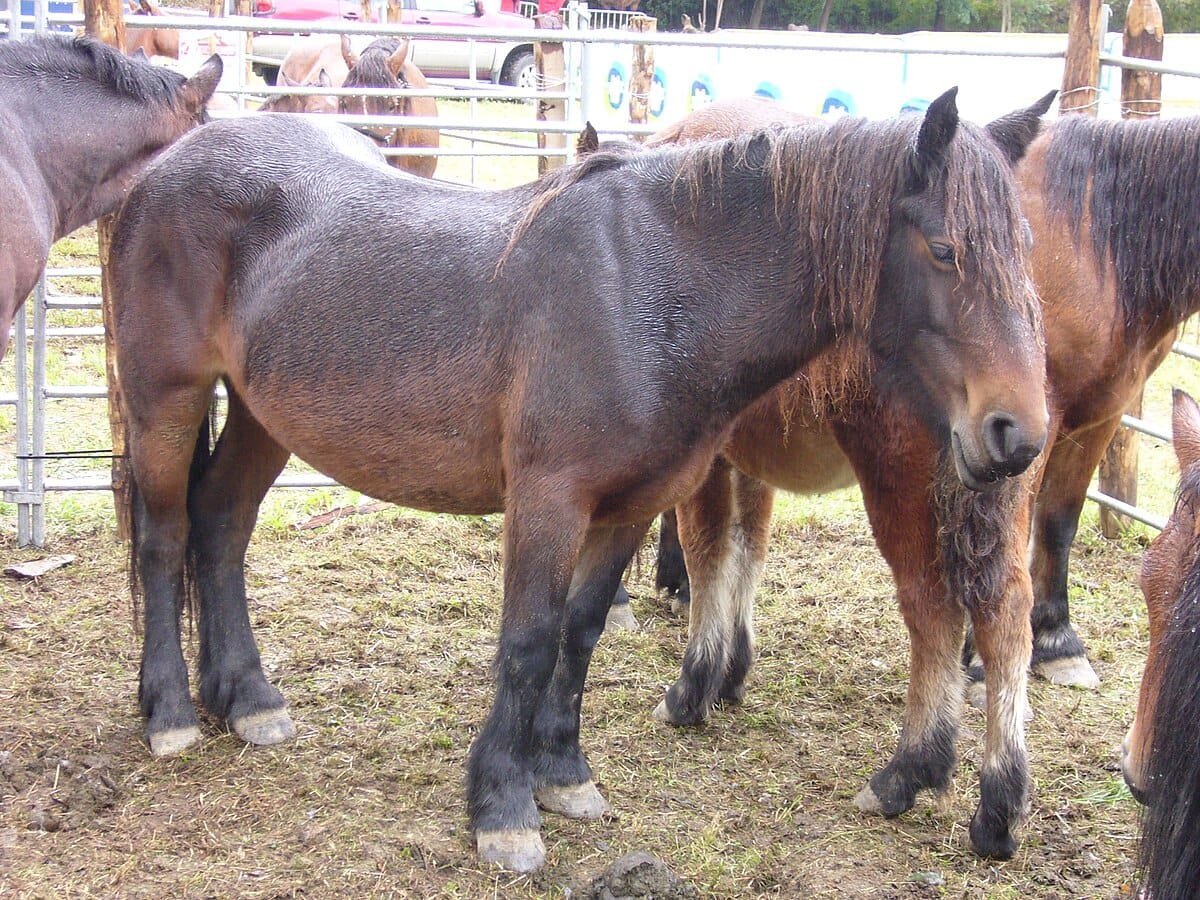 10 Spanish Horse Breeds:Spain is home to several remarkable horse breeds
