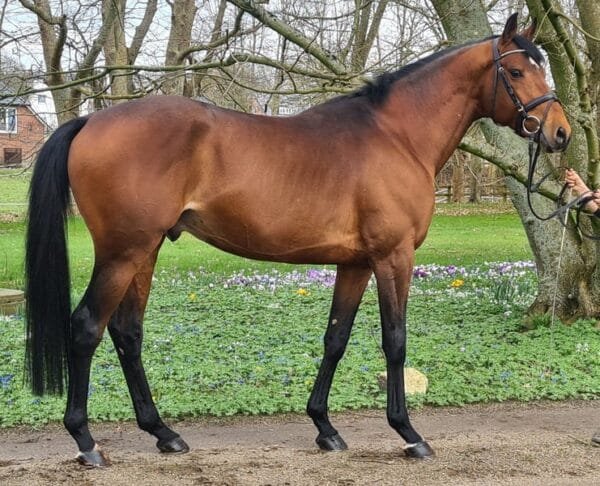 Anglo-Arabian horse is a unique and versatile breed known for its ...