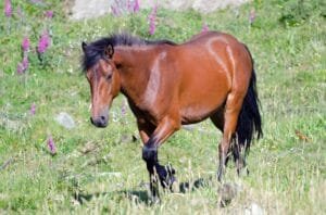 10 Spanish Horse Breeds:Spain is home to several remarkable horse breeds