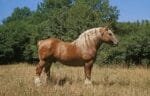 10 Spanish Horse Breeds:Spain is home to several remarkable horse breeds