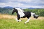 Tobiano Horse: The Beautiful, Colorful Coat of the American Paint Horse