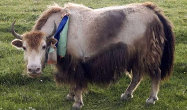 Yak-Cow Hybrid: The Unlikely Crossbreed of Strength and Resilience