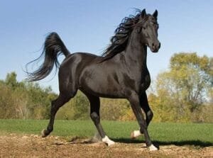 The Ferghana Horse: A Legendary Breed with a Rich History