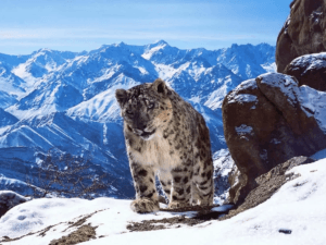 The Cleanest Animal in the World: Nature’s Neat Freaks