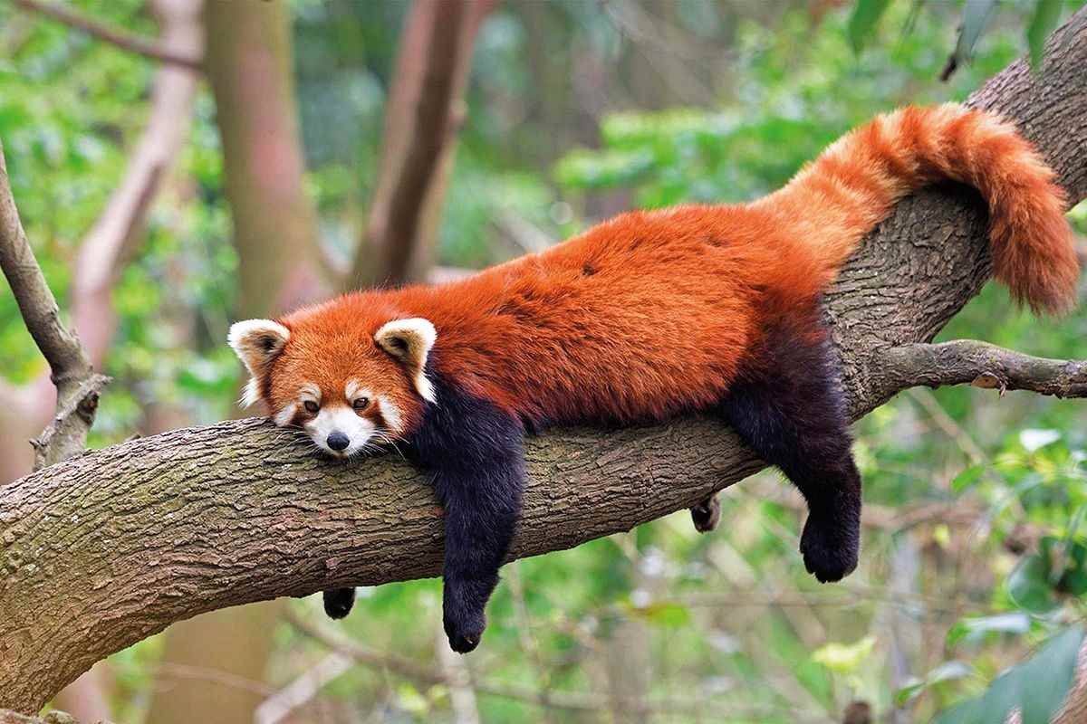 10 Beautiful Animals That Are Red in Color