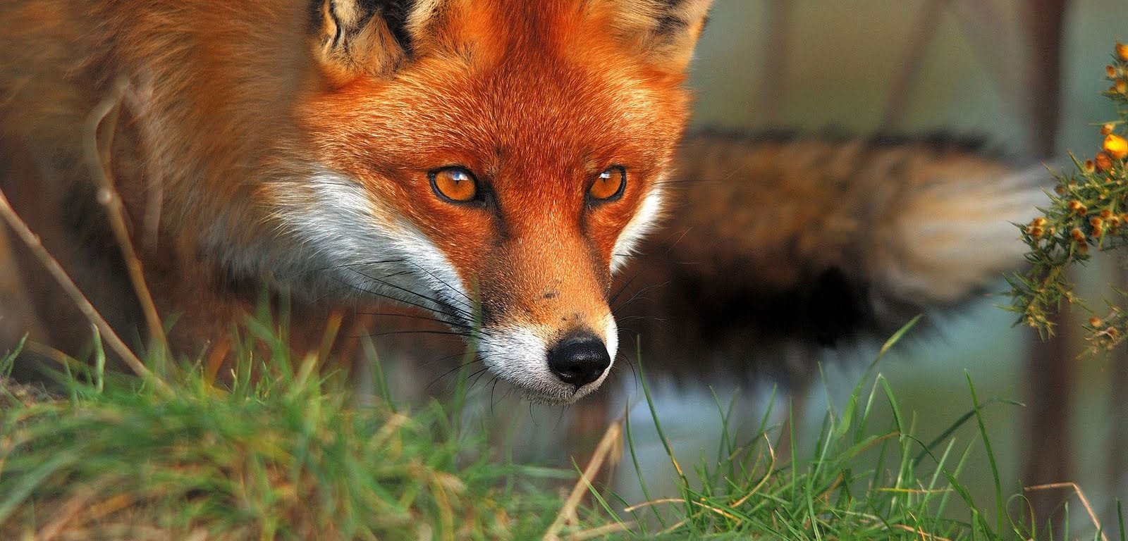 10 Beautiful Animals That Are Red in Color