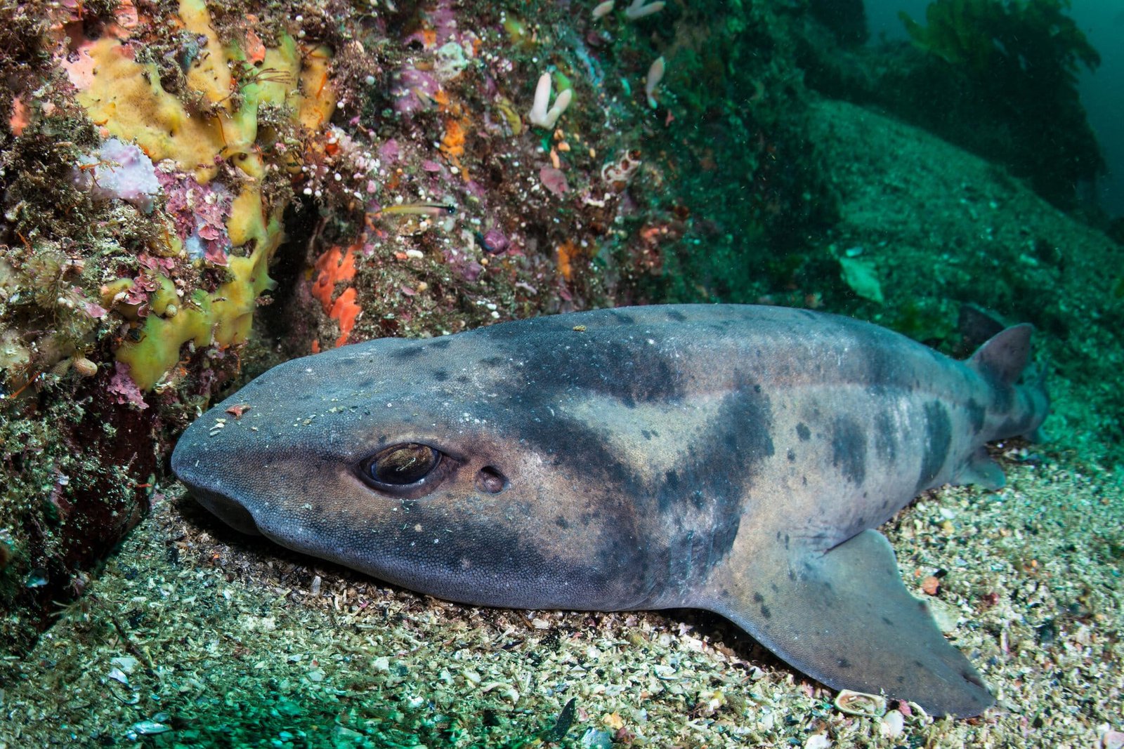 How Animals Sleep: A Fascinating Look into the Sleep Habits of the ...