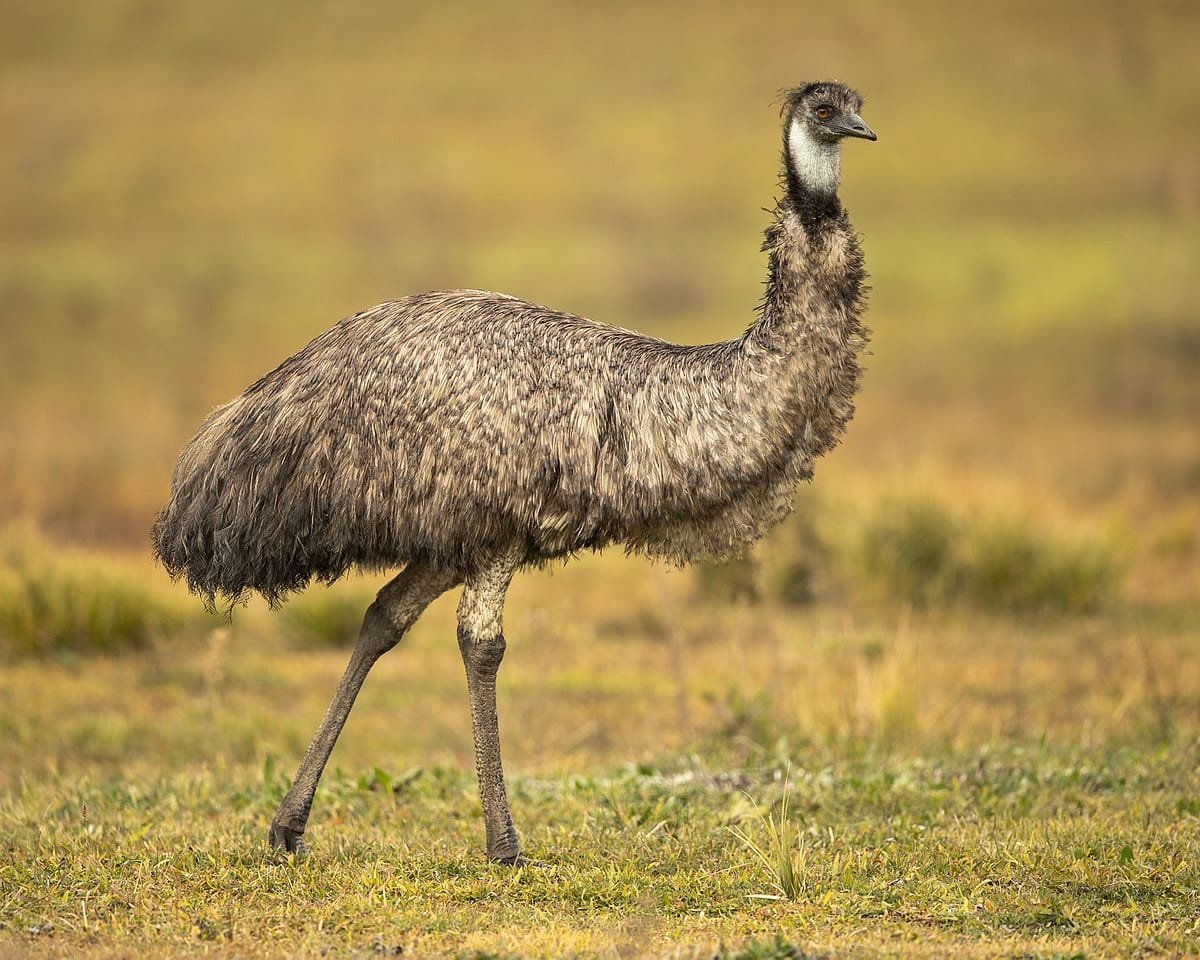 10 Unique Animal Species Exclusively Found in Australia