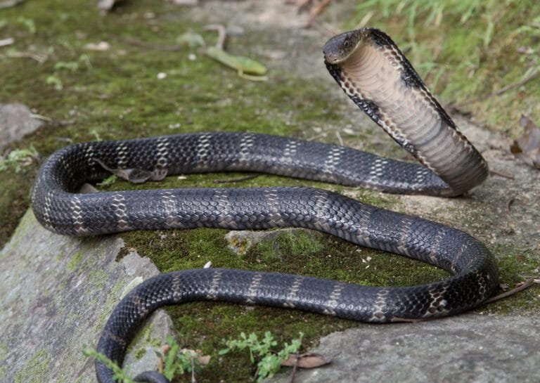 Top 5 Most Beautiful Snakes in the World