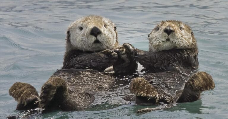 The 6 Happiest Animals in the World: Joy in the Animal Kingdom