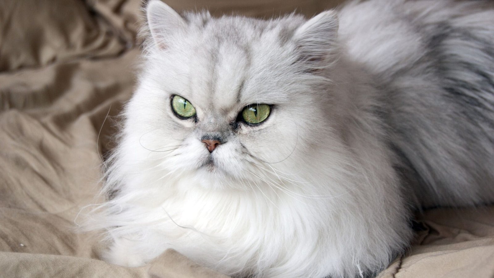 The Six Fluffiest and Hairiest Cat Breeds You Should Know About