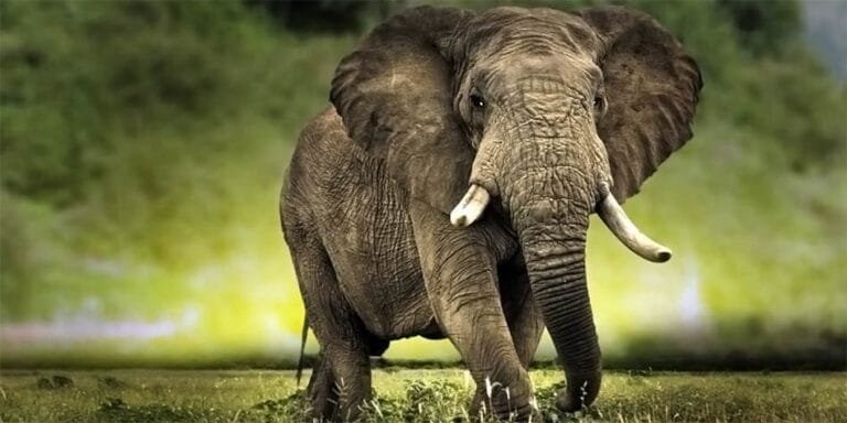6 Largest Mammals in the World