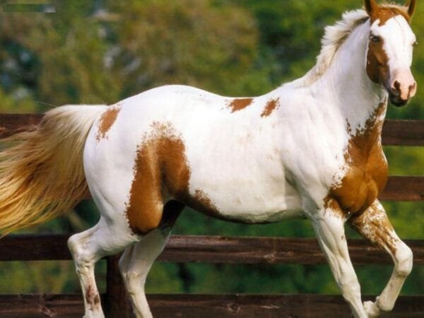 10 Most Popular Horse Breeds in the USA (2025)