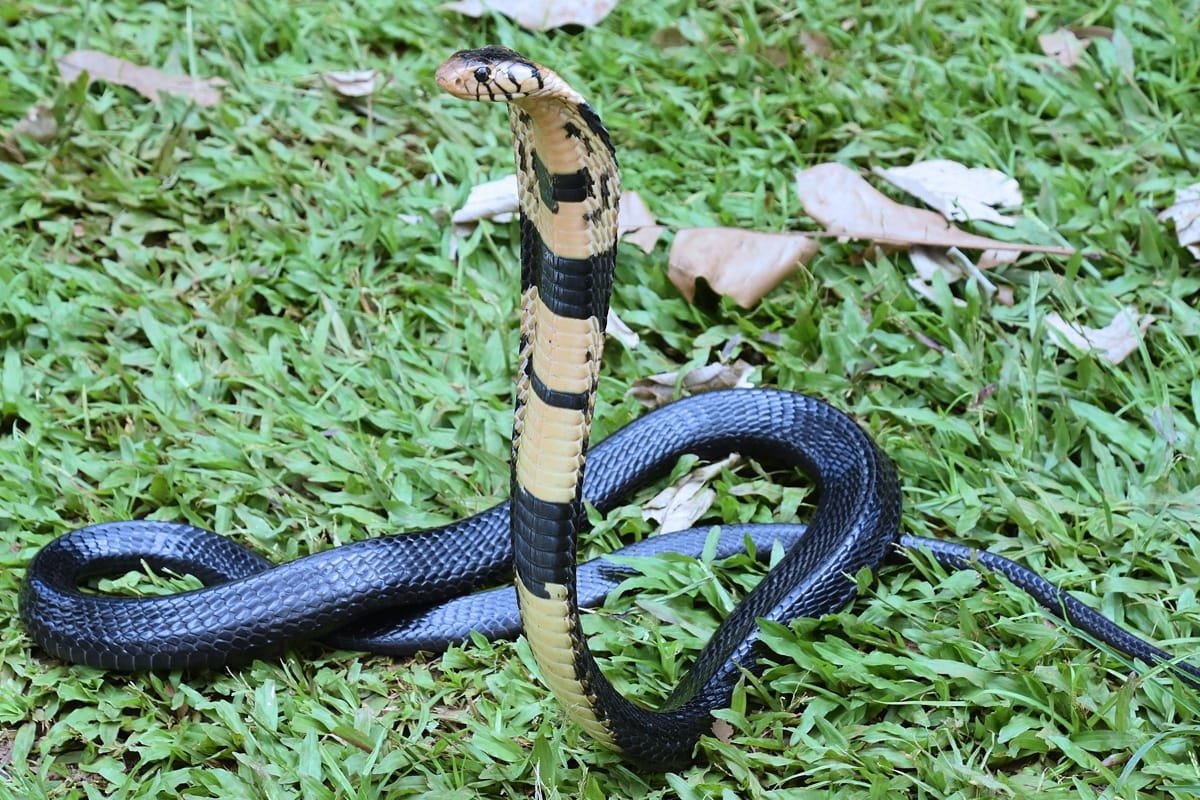 5 Most Dangerous Cobras in the World