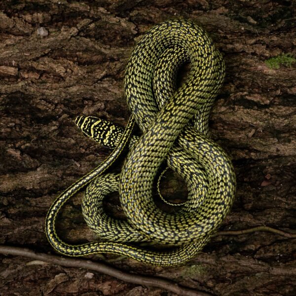 Top 5 Most Beautiful Snakes in the World